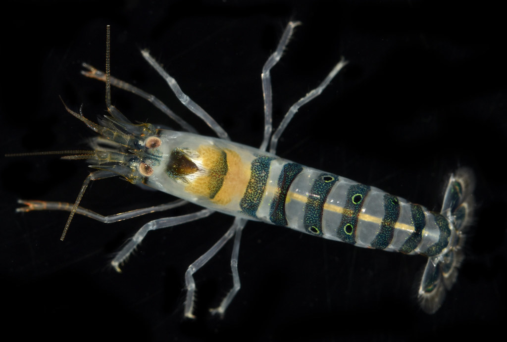 Alpheus bannerorum from Tolo Harbour on October 31, 2017 by smithsonian ...