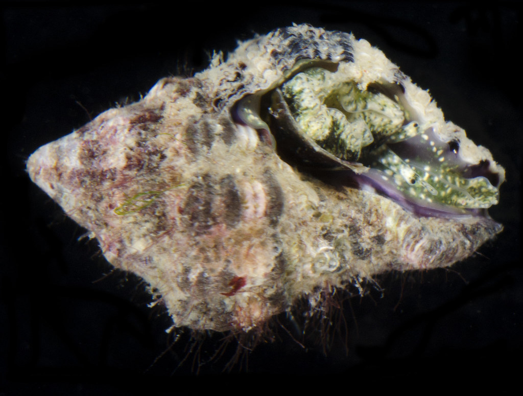 Drupella margariticola from Tolo harbour on October 23, 2017 by ...