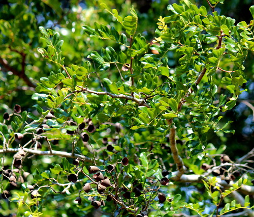 Dialium schlechteri · iNaturalist Mexico