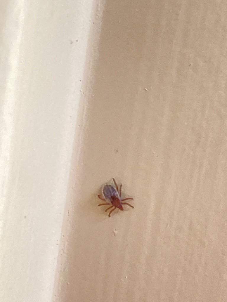 Squirrel Tick from The Adirondack Park, Tupper Lake, NY, US on June 22 ...