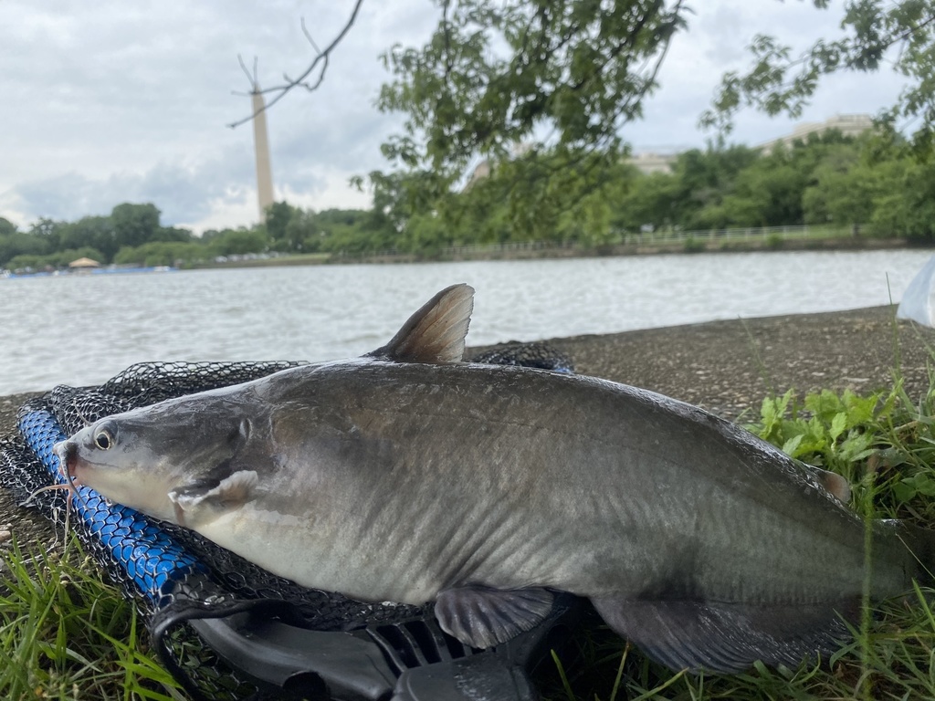 Blue Catfish (Ictalurus furcatus) - Marine Life Identification