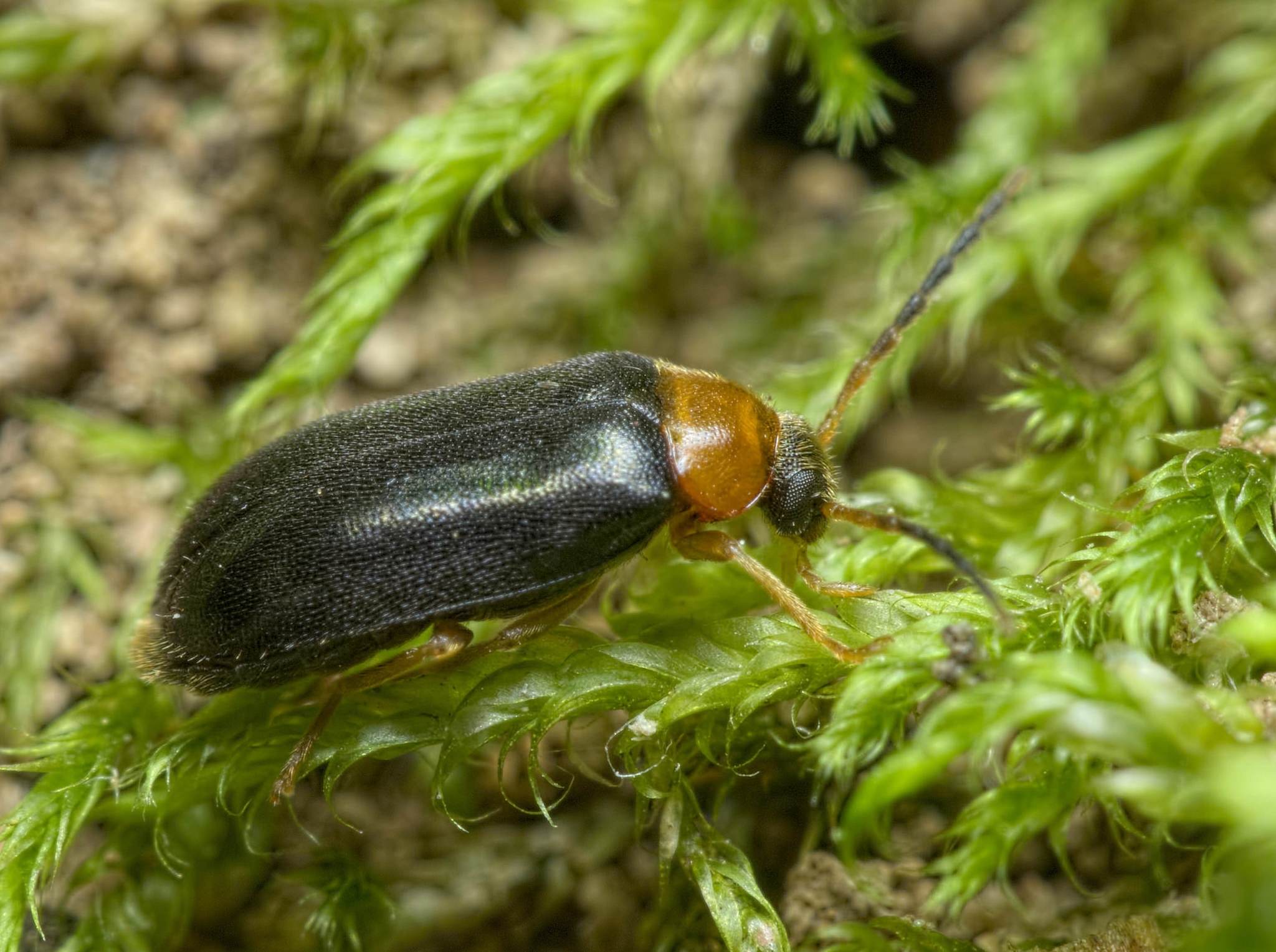 Conopalpus brevicollis Kraatz, 1855