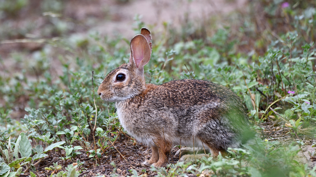 Eastern Cottontail from Bustamante, N.L., México on June 22, 2021 at 10 ...
