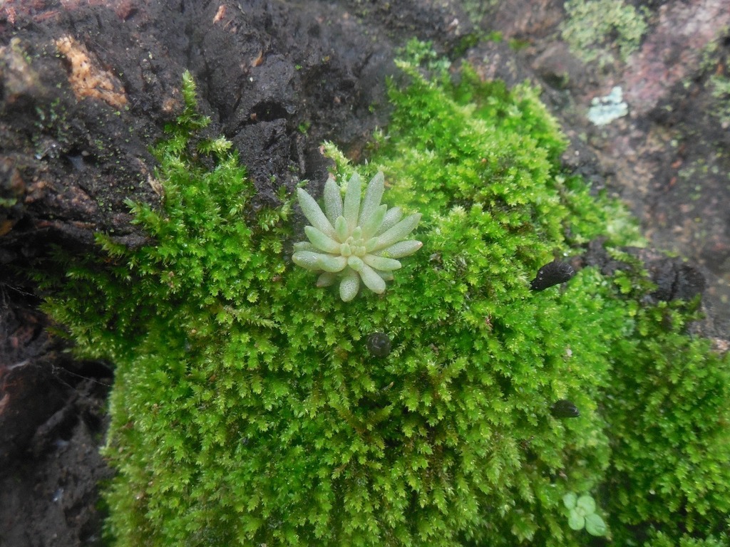 Villadia misera from Guadalajara, Jal., México on August 22, 2020 at 04 ...