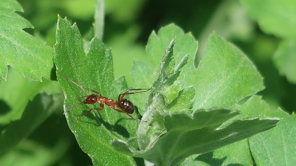 pallidefulva-group Field Ants from St. Catharines, ON, Canada on June ...