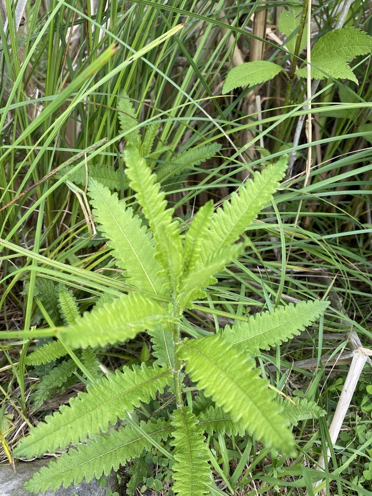 swamp lousewort from Dufferin Islands, Niagara Falls, ON, CA on June 22 ...