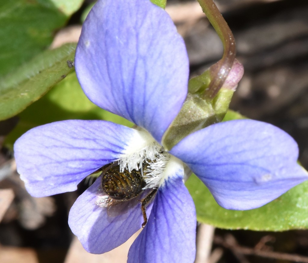Violet Miner from Lambton Shores, ON, Canada on May 12, 2021 at 01:43 ...