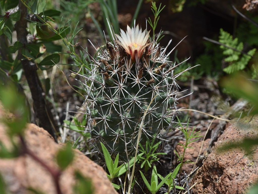 Coryphantha clavata stipitata from San Luis Potosí, S.L.P., México on ...