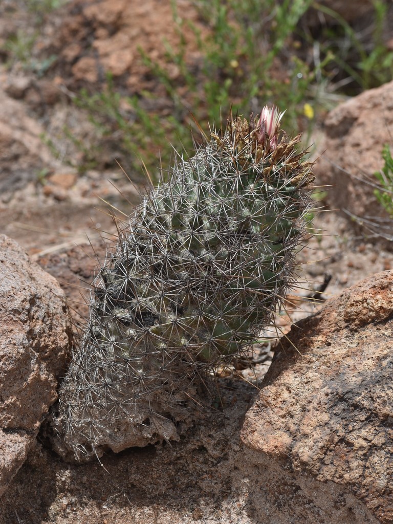 Coryphantha clavata clavata from San Luis Potosí, S.L.P., México on ...