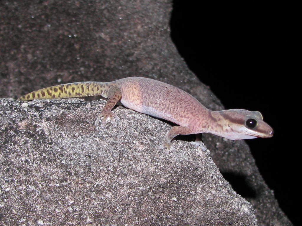 Quinkan Velvet Gecko in October 2012 by Richard D Reams · iNaturalist
