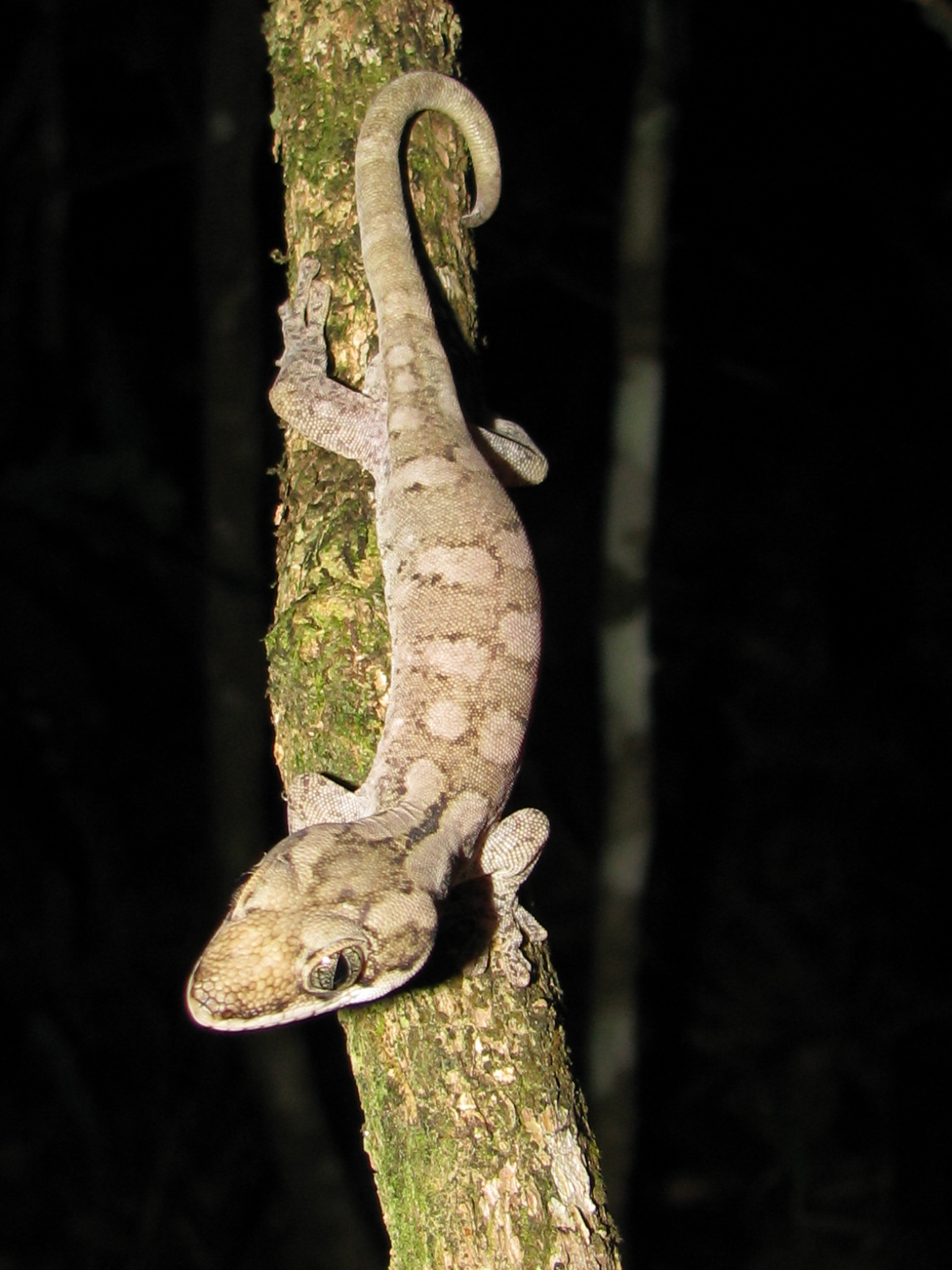 Pseudothecadactylus australis (Günther, 1877)