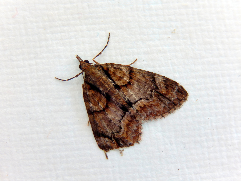 Microdes diplodonta from Sydney NSW, Australia on June 23, 2021 at 08: ...