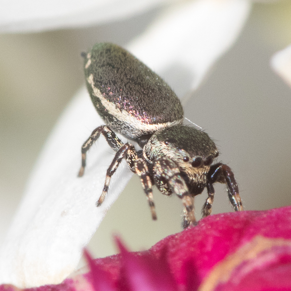 Common Leaf-beetle Jumping Spider from Roseburg, OR, USA on June 21 ...