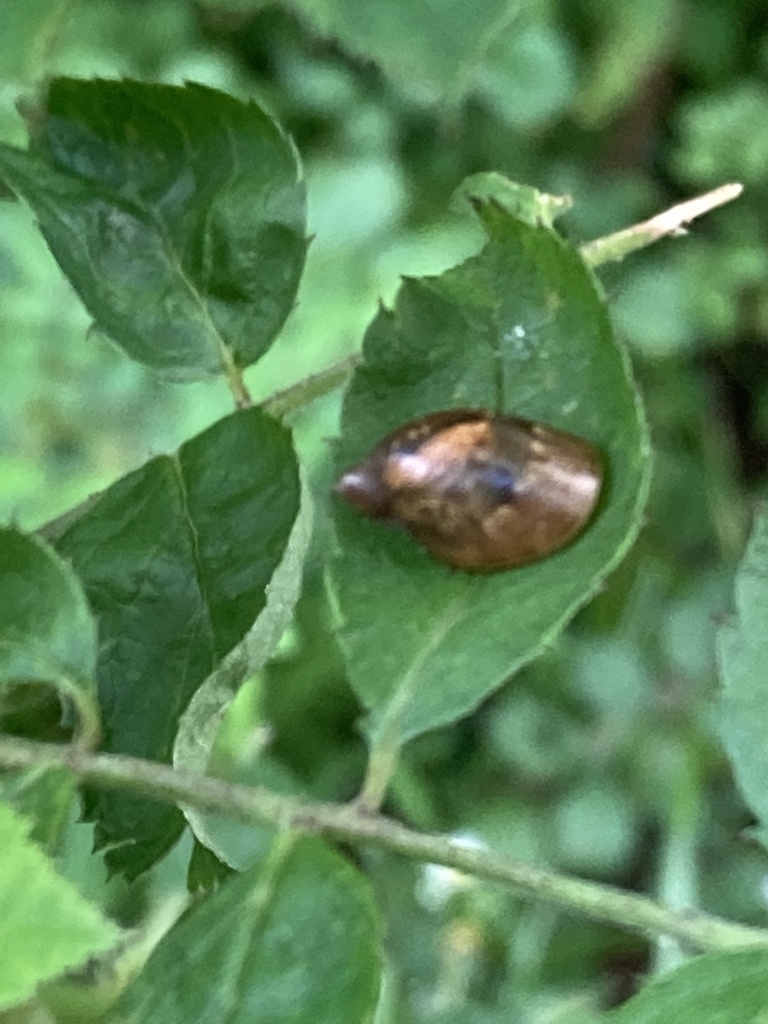 Amber Snails from Doddridge County, US-WV, US on June 22, 2021 at 06:49 ...