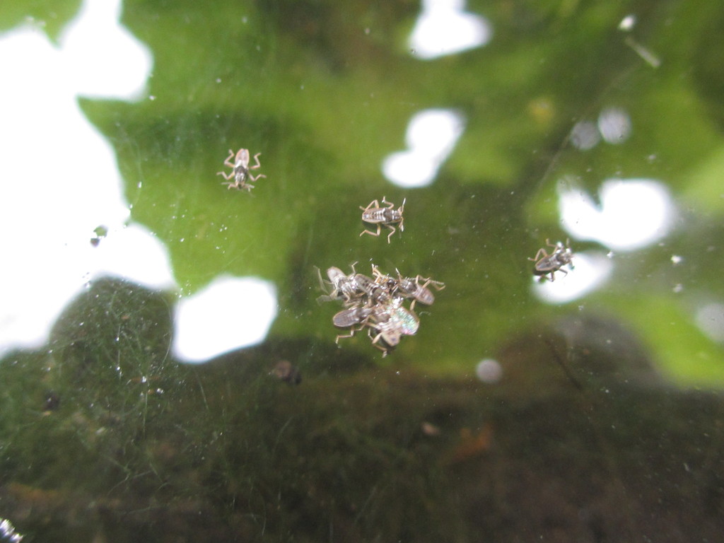 Microvelia douglasi from 日本、〒140-0003 東京都品川区八潮 on June 23, 2021 by i164 ...