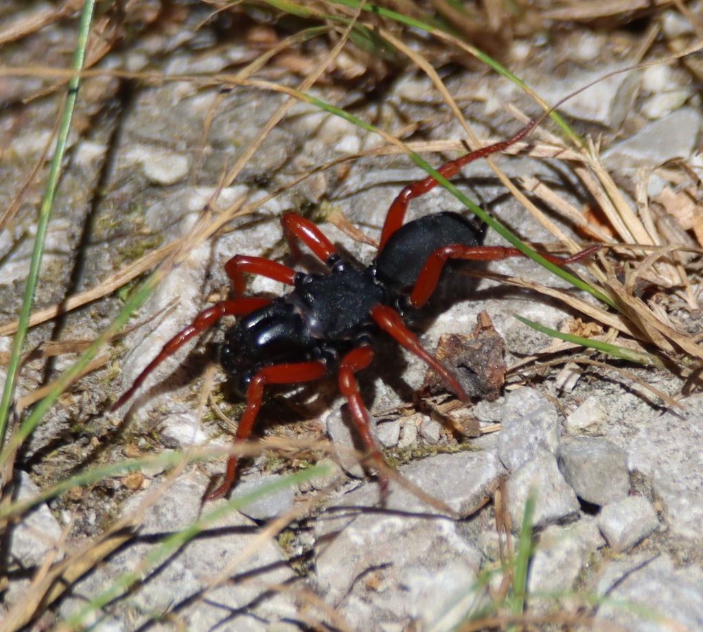 Red-legged Purseweb Spider in June 2021 by Ben Zerante · iNaturalist