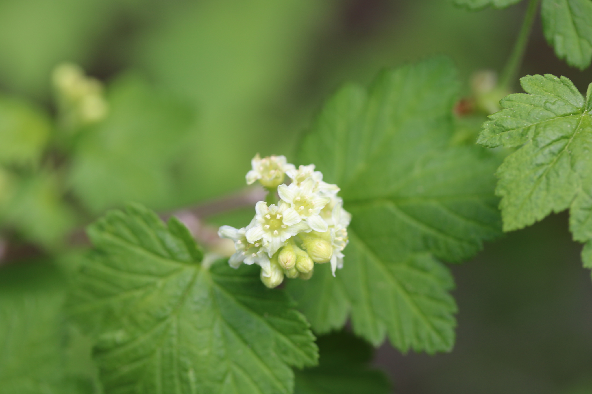 Ribes wolfii Rothr.