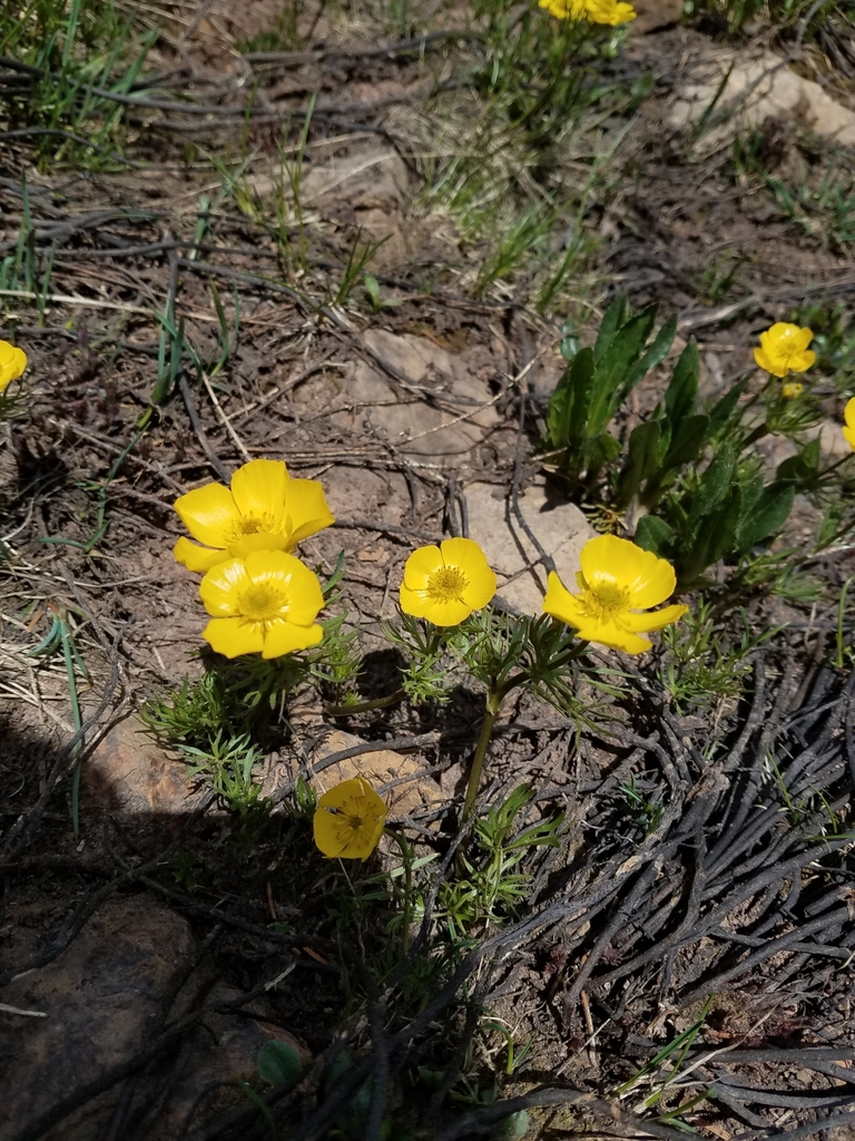 alpine buttercup from Snowmass, CO 81654, USA on June 22, 2021 at 12:43 ...