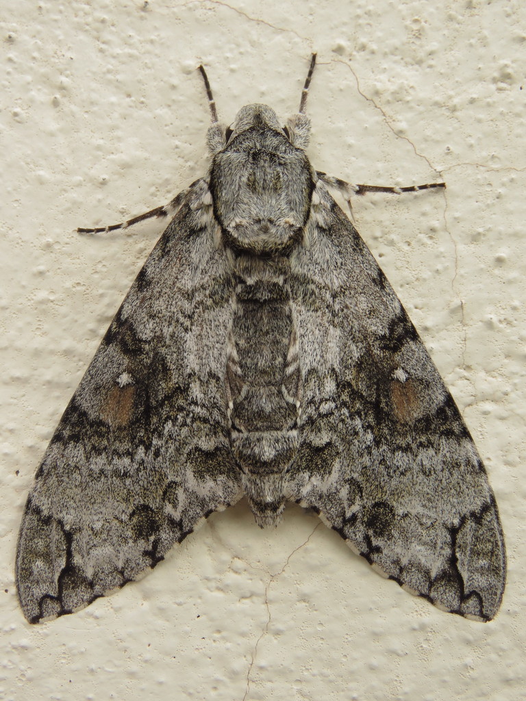 Manduca florestan from Domicilio Conocido Carrizalillo, Gro S/N, 40190 ...