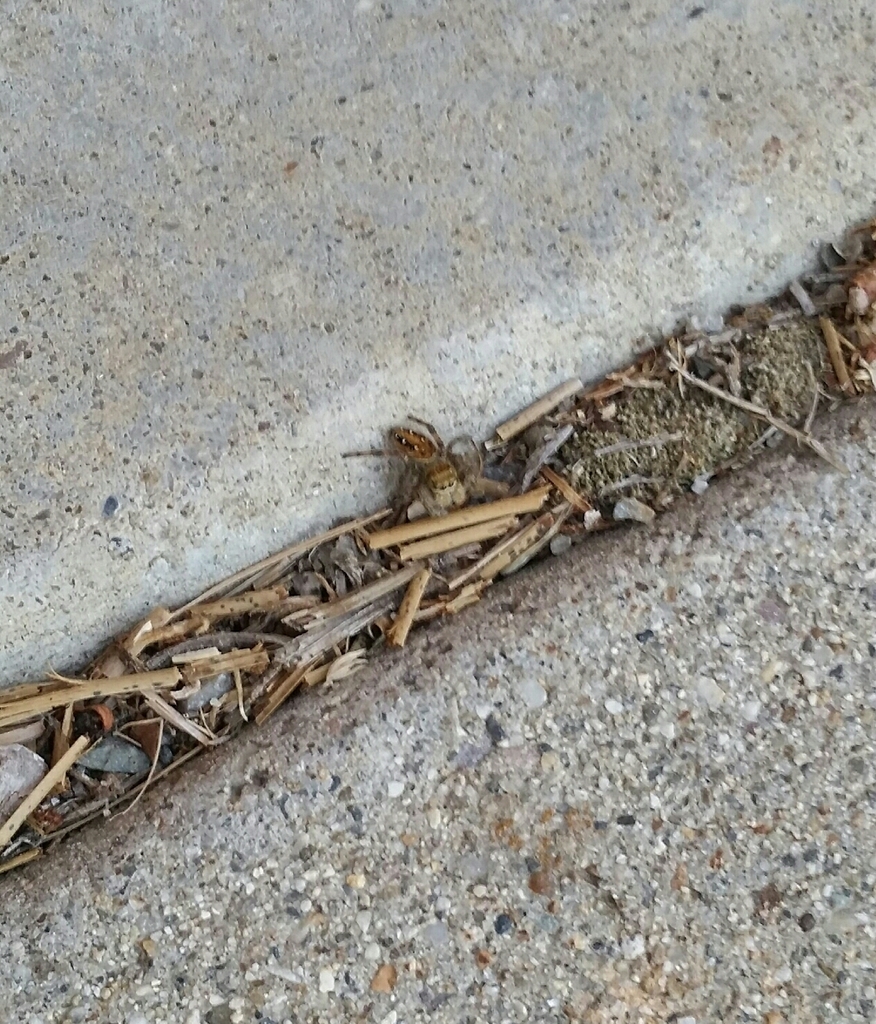 Brilliant Jumping Spider from Deer Park, WA 99006, USA on June 22, 2021 ...