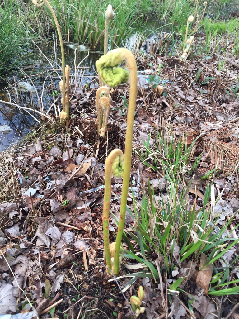 cinnamon fern from 520–698 NE Center Dr, Hampstead, NC, US on March 1 ...