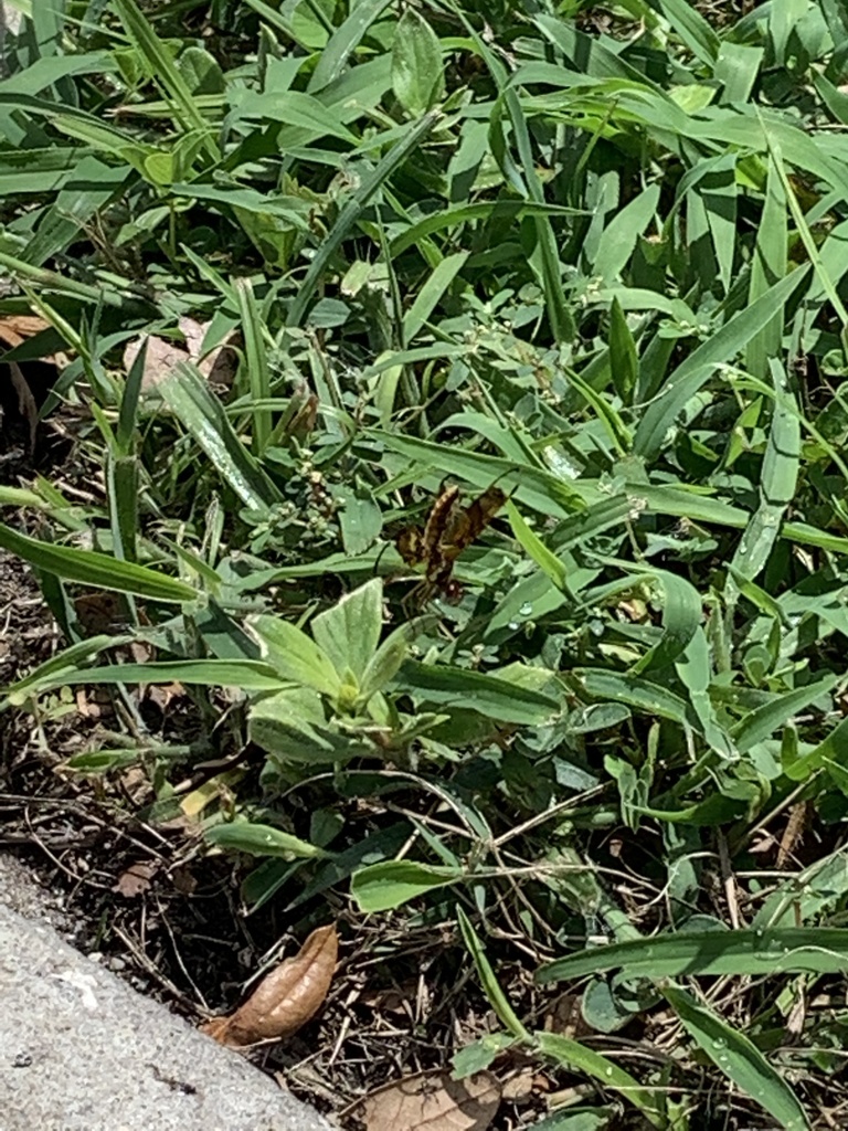 Dragonflies and Damselflies from Weld Bird Ct, Valrico, FL, US on June ...