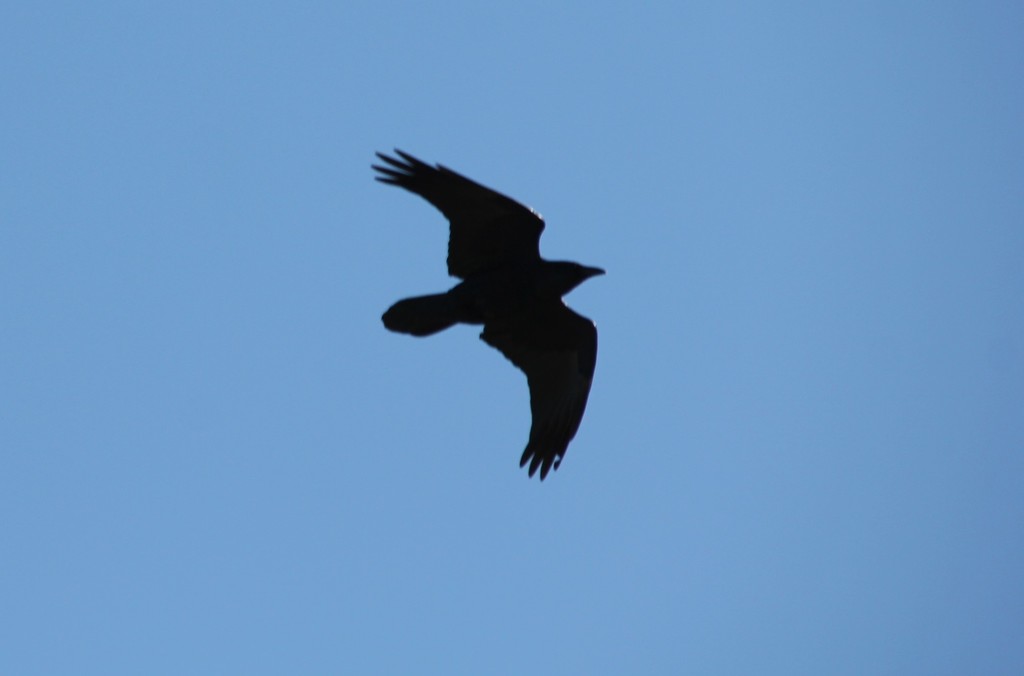 Common Raven from Scripps Coastal Reserve, Whitecliff Dr, La Jolla, CA ...