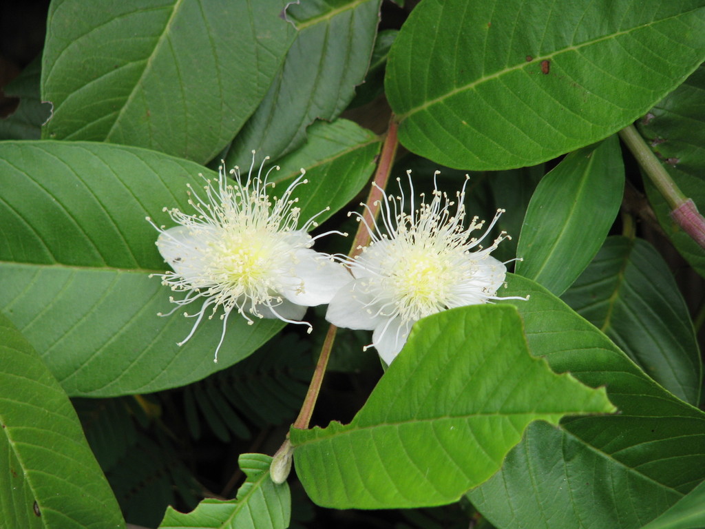 Common guava from Kauai, Hawaii, USA on October 5, 2008 at 10:47 AM by ...