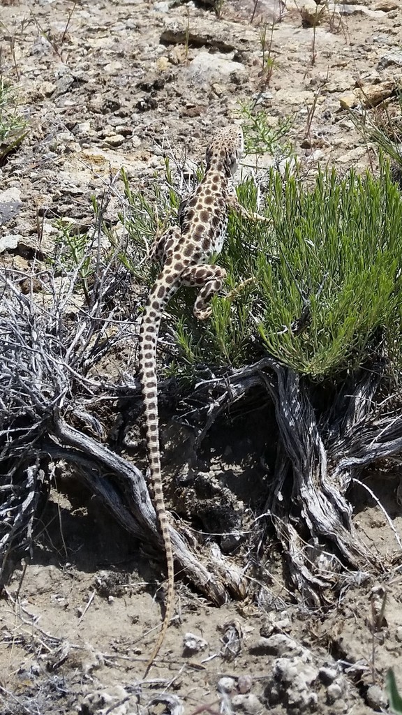 Long-nosed Leopard Lizard in May 2017 by Laura Holloway · iNaturalist