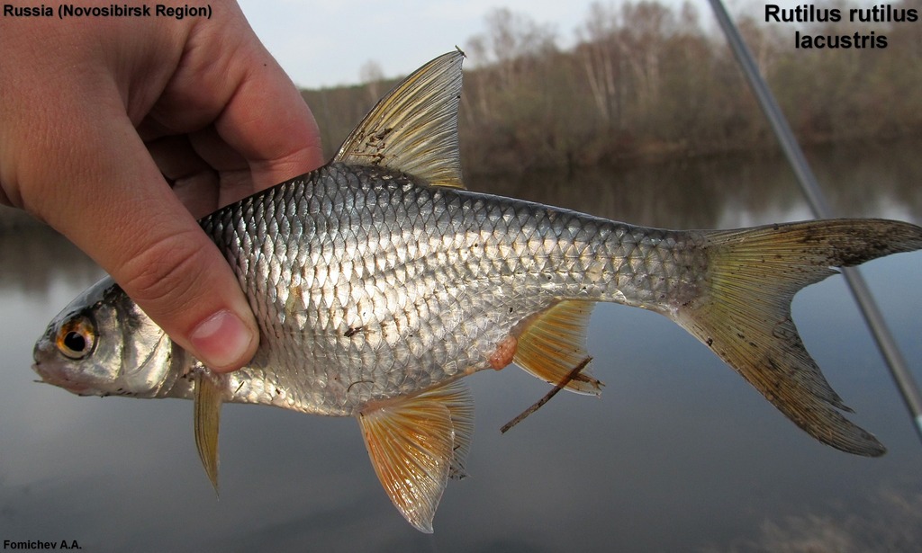 Common Roach from Russia, Novosibirsk Region, vicinities of Otgonka ...