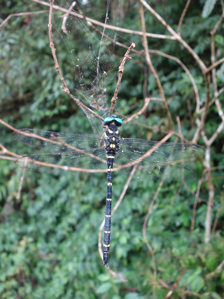 Anotogaster klossi in June 2021 by 阿元 · iNaturalist United Kingdom