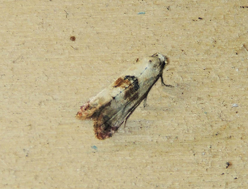 White-bodied Conch from Provincia di Pavia, Italia on June 19, 2021 at ...