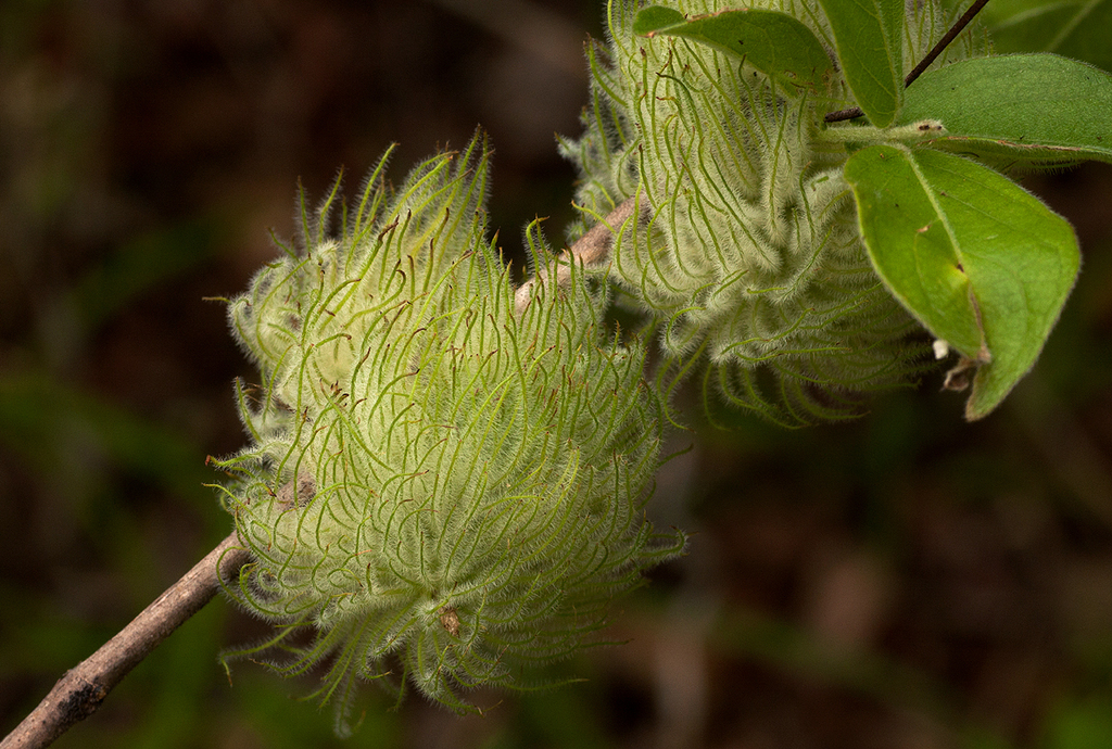 Velvet Bushwillow from Mazoe river, Hippo Pools, Mashonaland East ...
