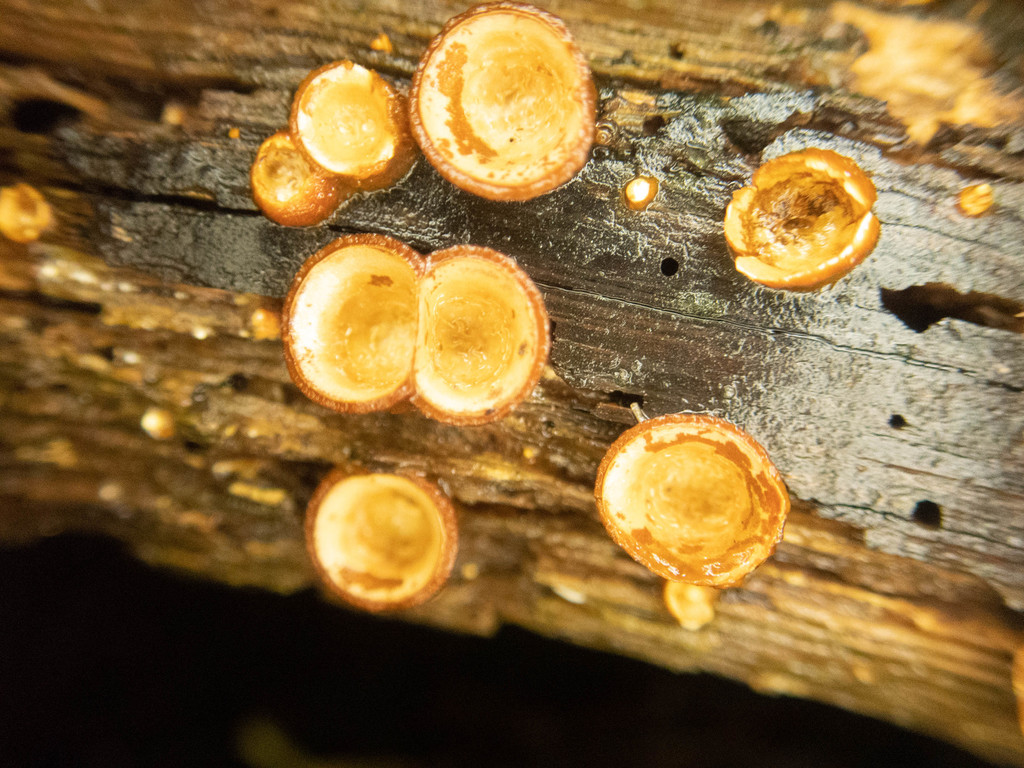 Crucibulum from Waimata, New Zealand on June 23, 2021 at 07:27 PM by M ...