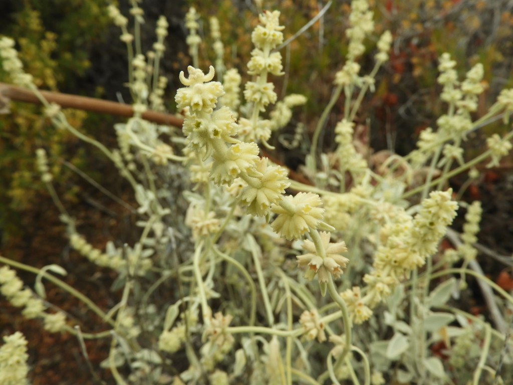Sideritis soluta gueimaris (Tenerife Plants Lamiales) · iNaturalist