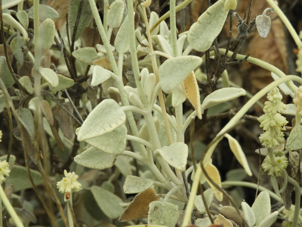 Sideritis soluta (Tenerife Plants Lamiales) · iNaturalist