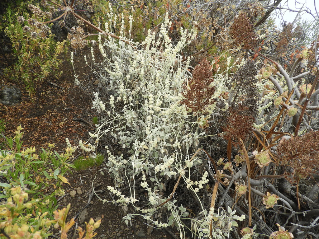 Sideritis soluta (Tenerife Plants Lamiales) · iNaturalist