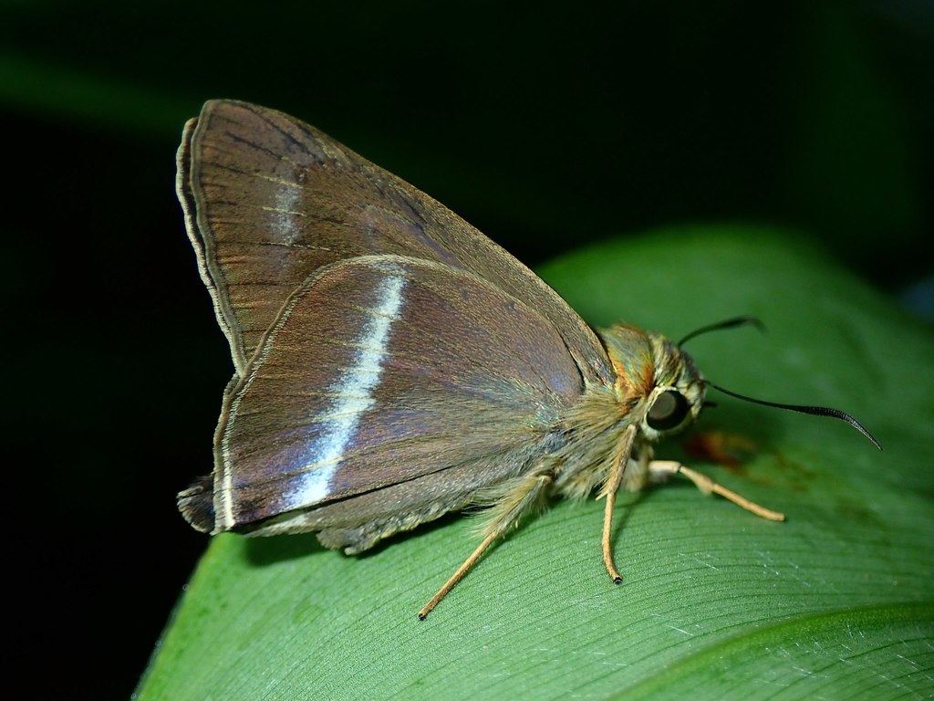 Common Banded Awl (Butterflies of SGNP-Nagla block) · iNaturalist