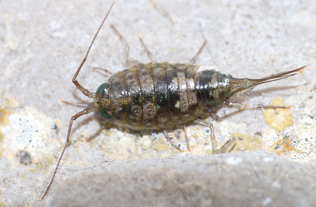 Italian Sea Slater (Intertidal species of NE Atlantic) · iNaturalist