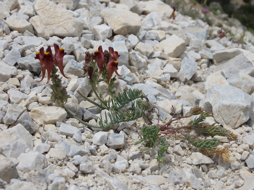Subspecies Linaria aeruginea aeruginea · iNaturalist United Kingdom