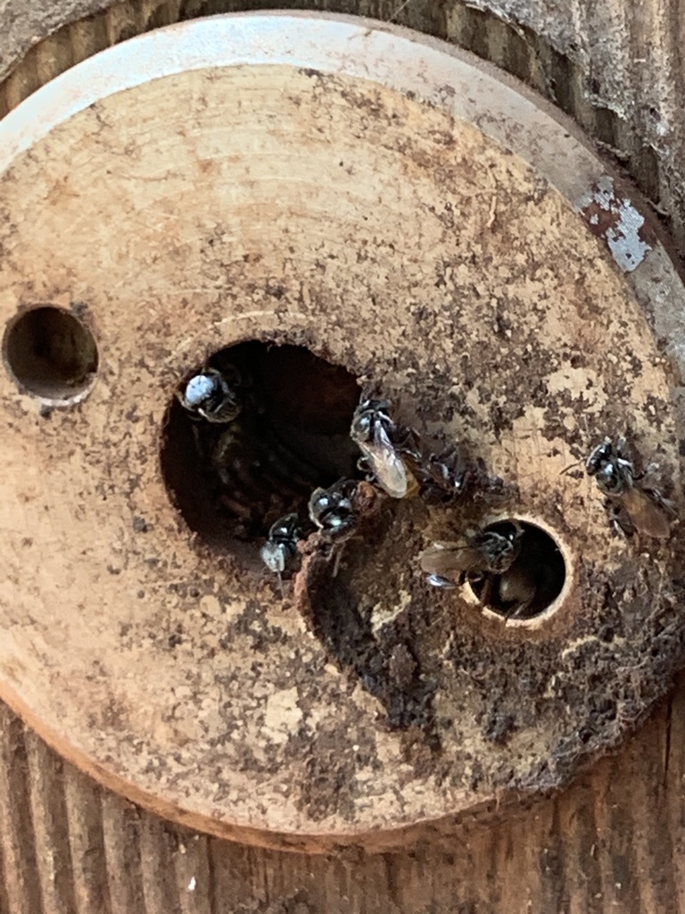 Clypeal Stingless Bee from Somerset QLD 4876, Australia on June 10 ...