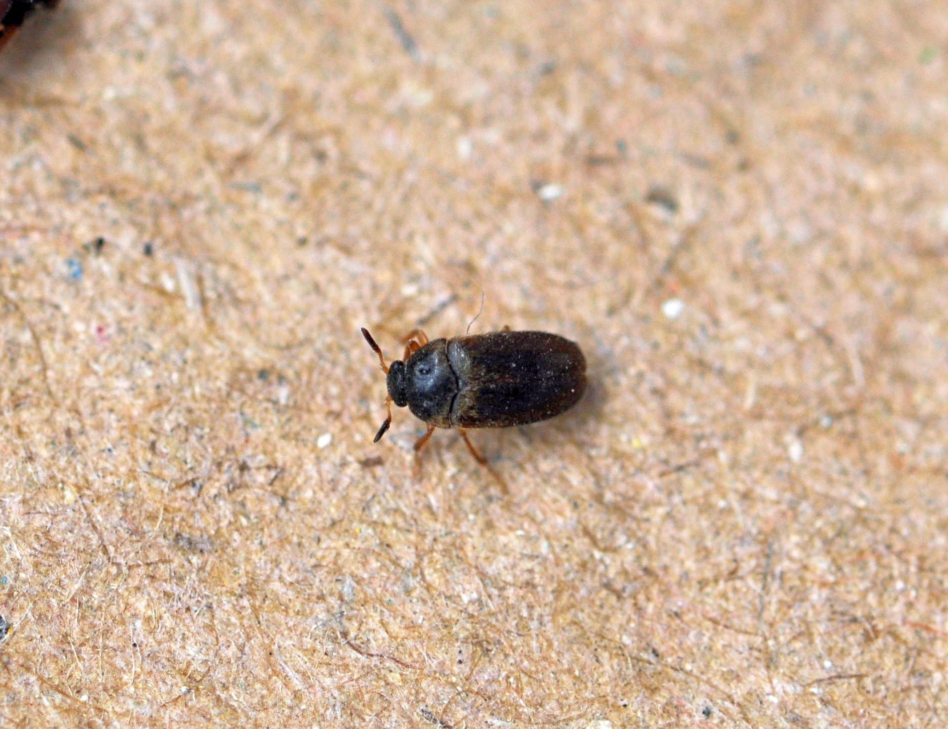 Attagenus unicolor (Brahm, 1790)