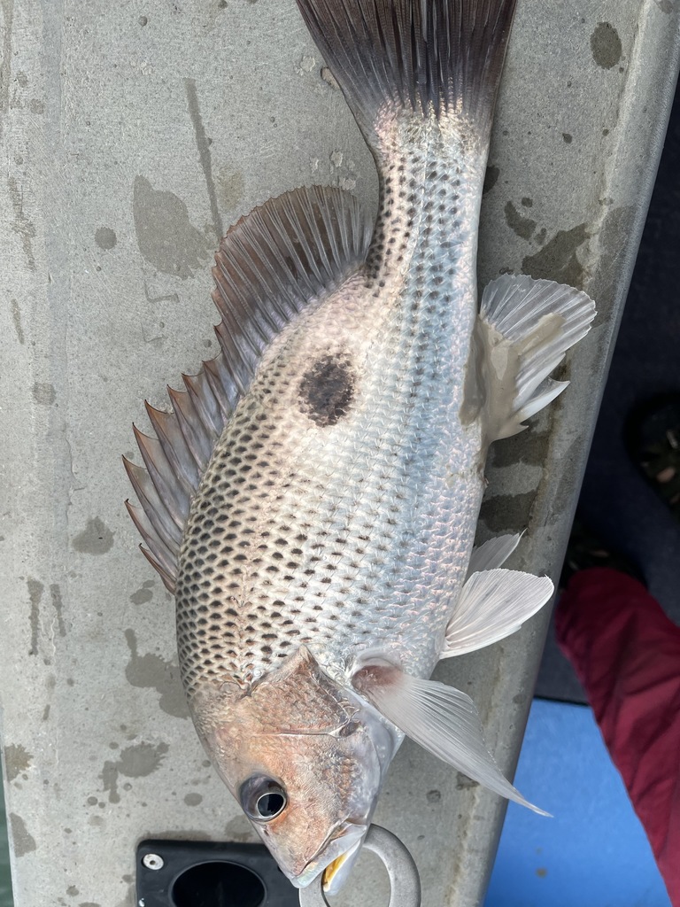 Golden Snapper from Esplanade, Cairns City QLD 4870, Australia on June ...