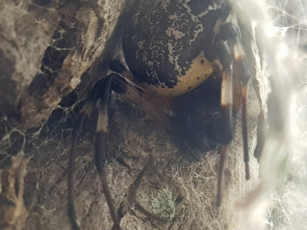 African Hermit Spider from Murehwa, Zimbabwe on June 22, 2021 at 01:15 ...
