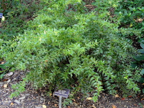 Florida Hobblebush (MatBio: TREES & SHRUBS - Matanzas Biodiversity ...