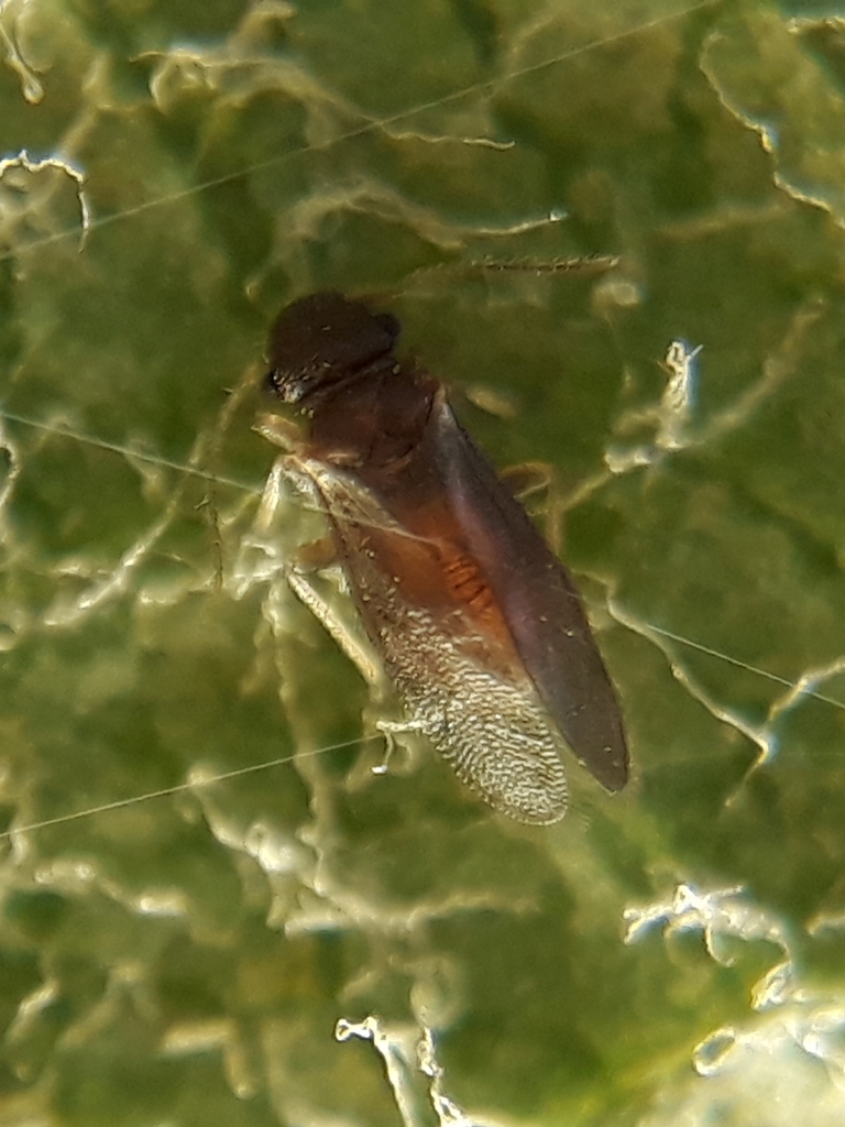 Ancient Barklice from Lago Sul, Brasília - DF, 71625-200, Brasil on ...