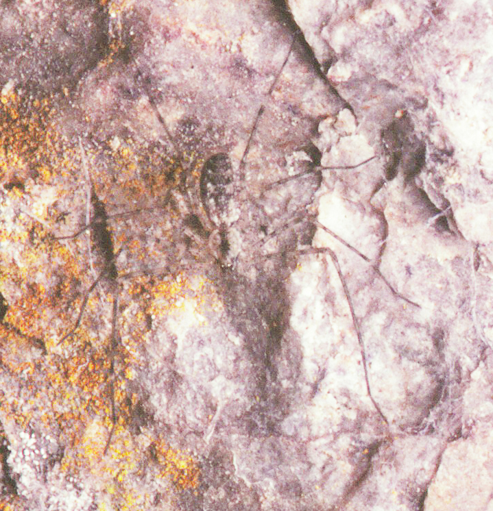 Hypochilus kastoni from Siskiyou County, CA, USA on July 19, 1993 at 12 ...