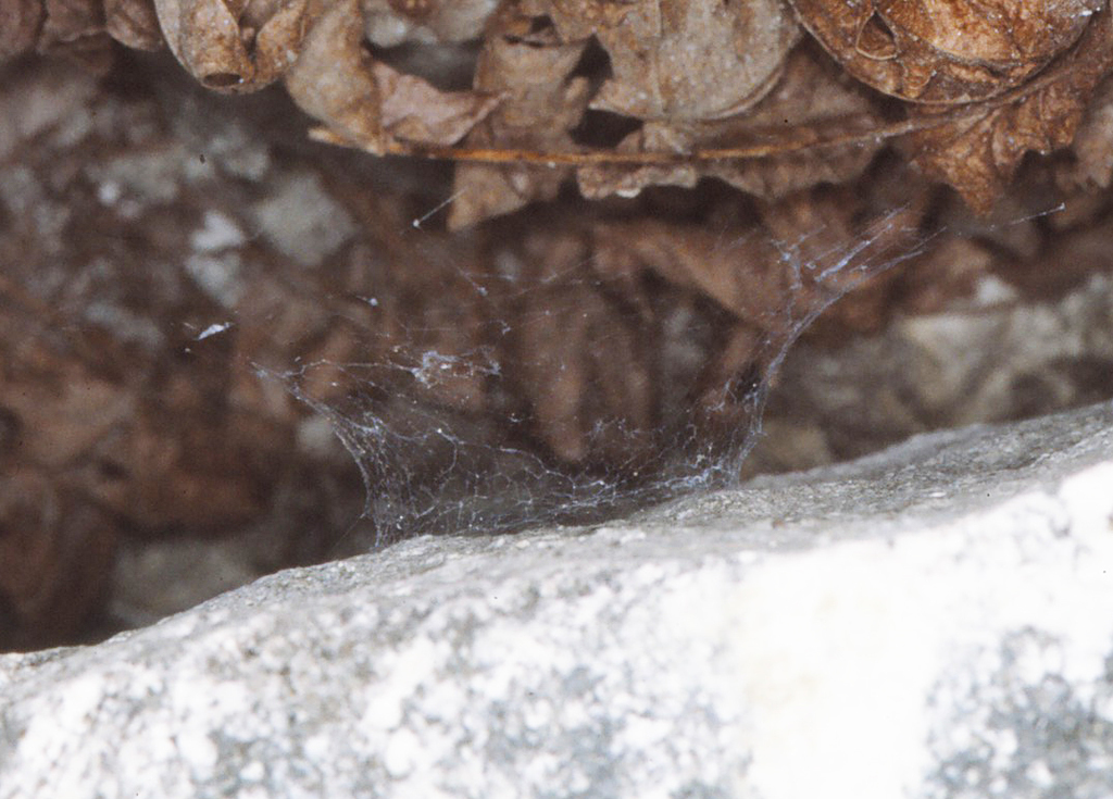 Hypochilus bernardino from San Bernardino County, CA, USA on July 10 ...