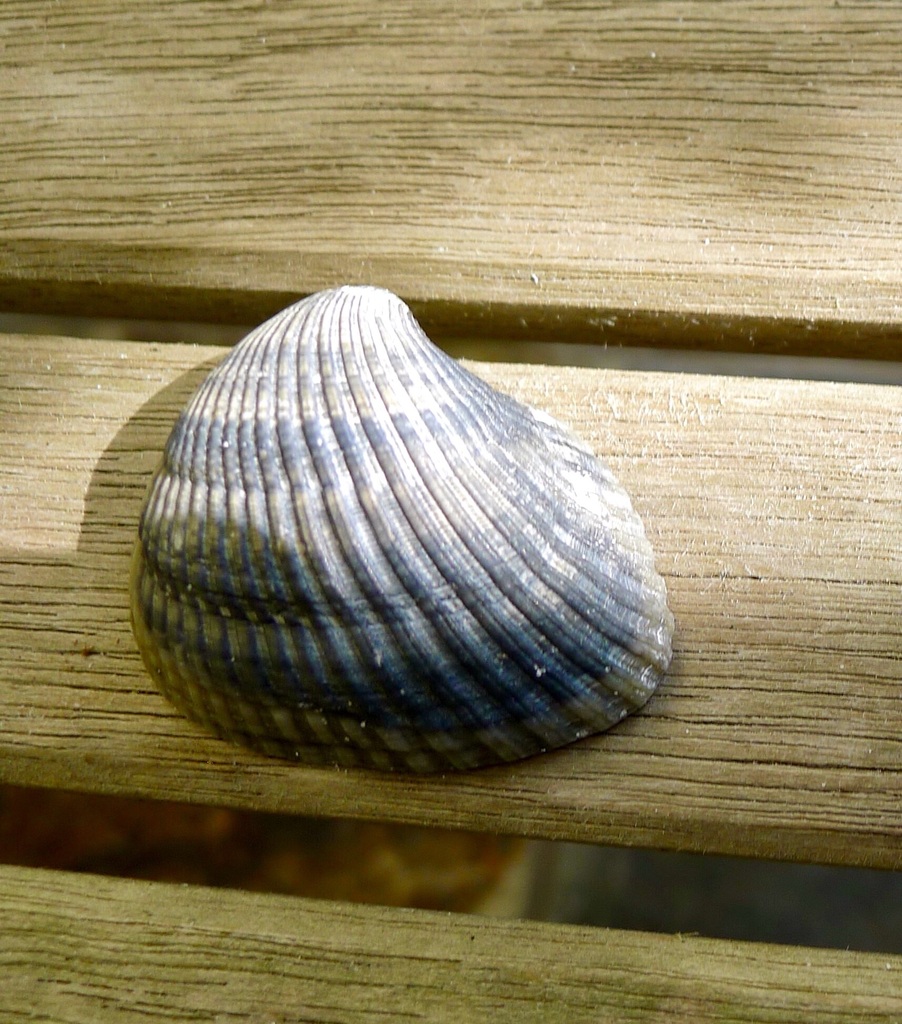 Ponderous Ark (Marine Shells of Fort Pickens, Gulf Islands National ...