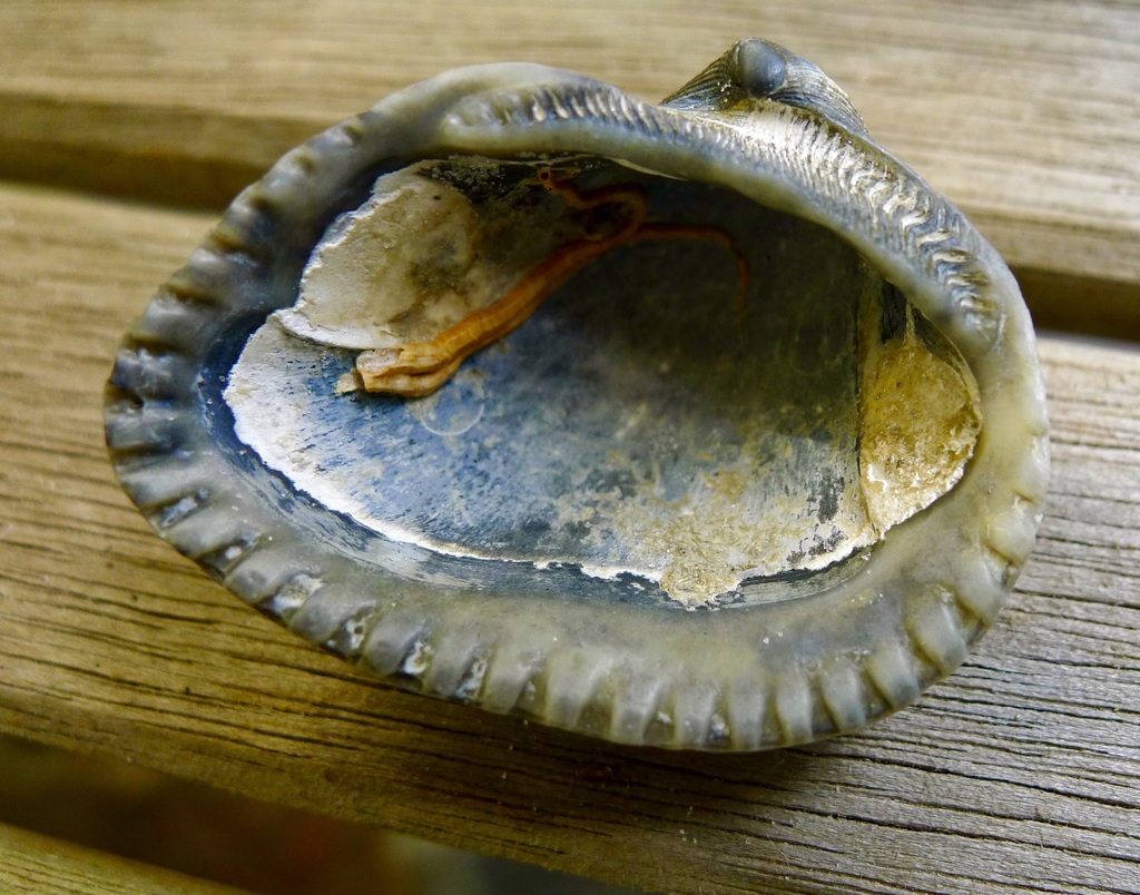 Ponderous Ark (Marine Shells of Fort Pickens, Gulf Islands National ...